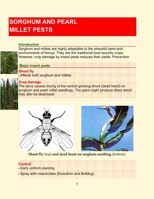 Sorghum and pearl millet pests