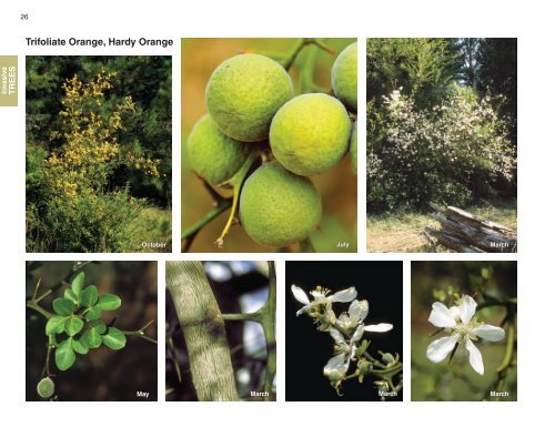 Trifoliate Orange, Hardy Orange - Invasive.org