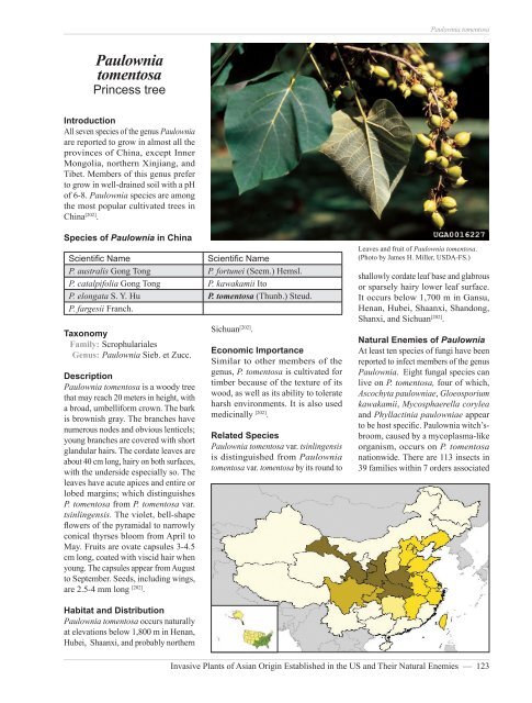 Paulownia tomentosa - Invasive.org