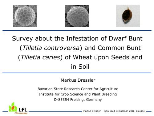 (Tilletia controversa) and Common Bunt (Tilletia caries)