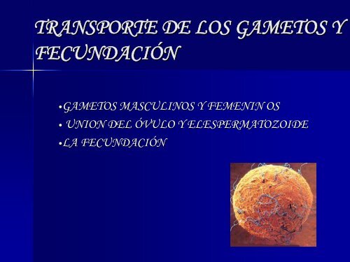 TRANSPORTE DE LOS GAMETOS Y FECUNDACIÃ N