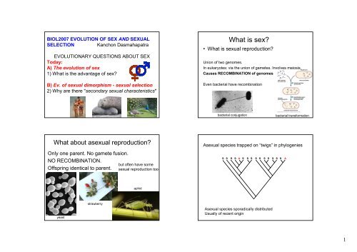 Evolution Of Sex And Sexual Selection