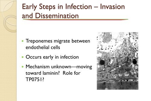 Early Steps in Infection