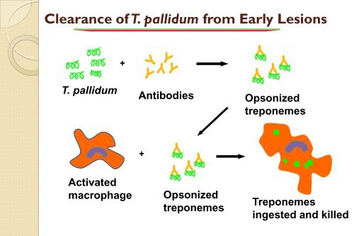 Mechanism of