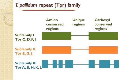 T. pallidum repeat (Tpr)