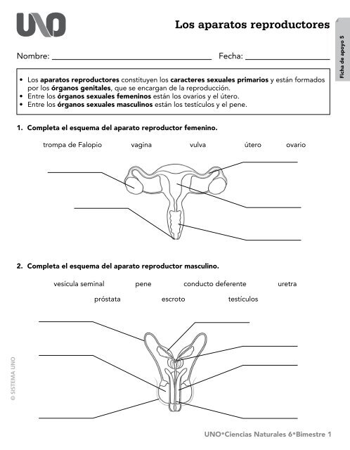 Los aparatos reproductores