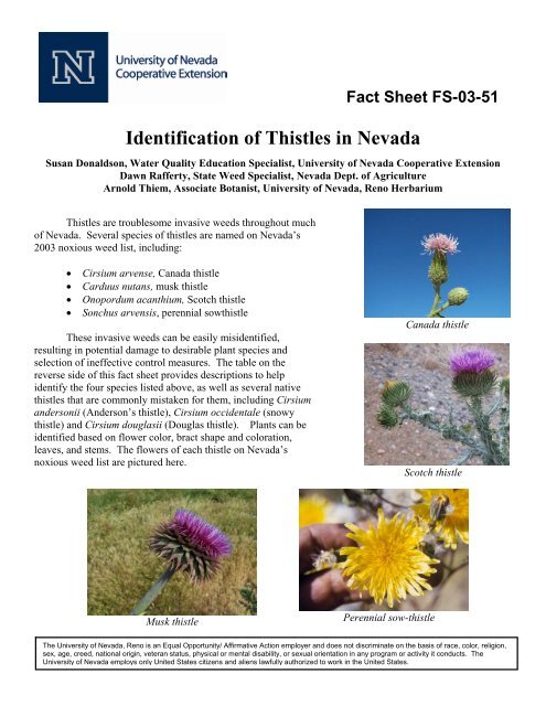 Identification of Thistles in Nevada - University of Nevada ...