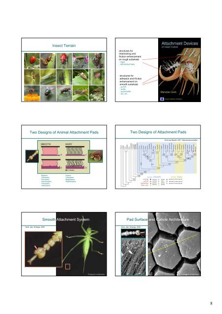 Insect Terrain structures