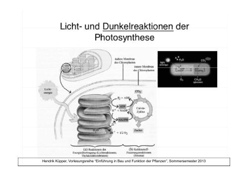 Calvin Zyklus Photosynthese Photosynthese (Experimente Zum Calvin