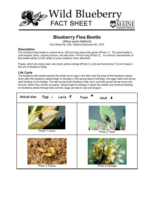 Flea Beetles Life Cycle Flea Beetles Agricultural Biology