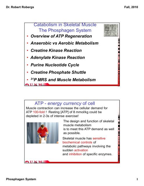 Catabolism in Skeletal Muscle The Phosphagen System ATP ...
