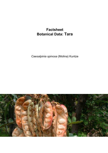 Factsheet Botanical Data: Tara Caesalpinia spinosa - Perúbiodiverso