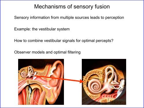 Mechanisms of sensory fusion