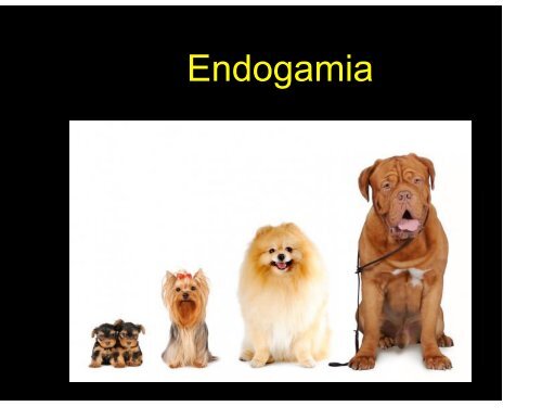 Presentación 13. Endogamia