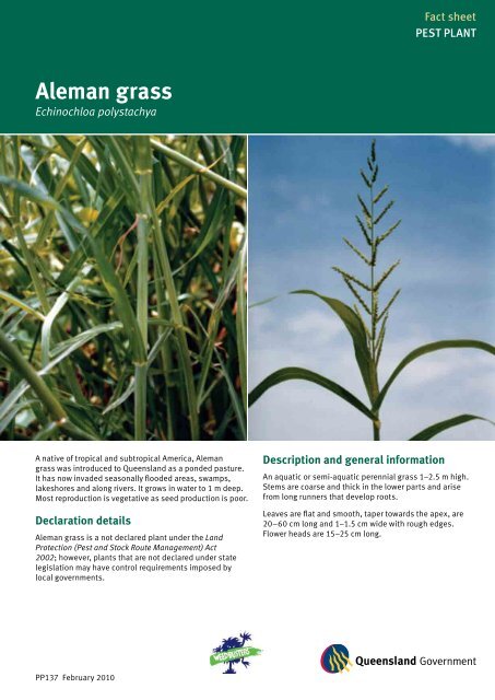 Aleman grass fact sheet - Moreton Bay Regional Council