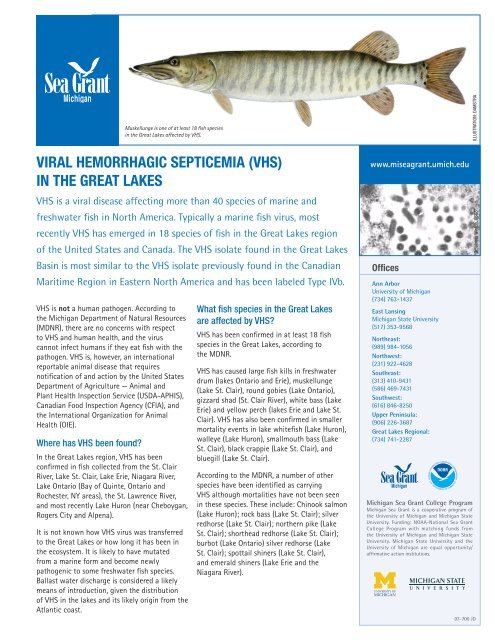 VIRAL HEMORRHAGIC SEPTICEMIA (VHS) IN THE GREAT LAKES