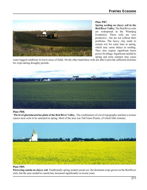 Prairies Ecozone Aspen Pa