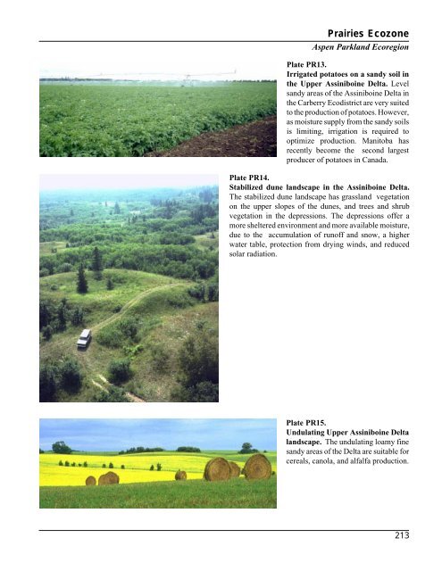 Prairies Ecozone Aspen Pa