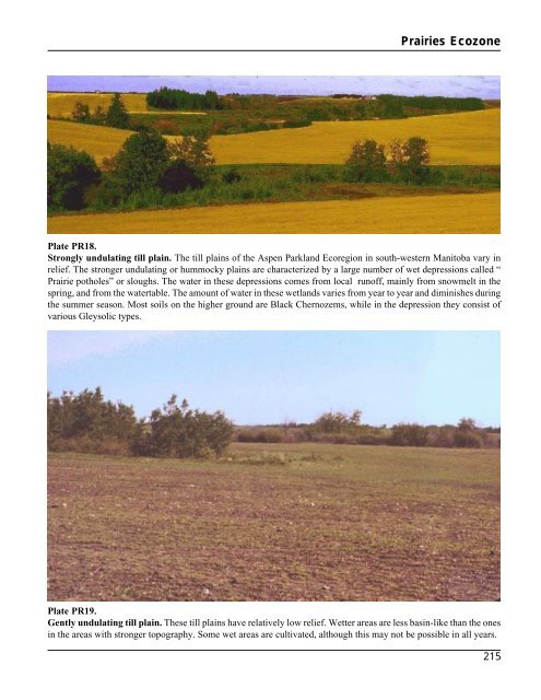 Prairies Ecozone Aspen Pa