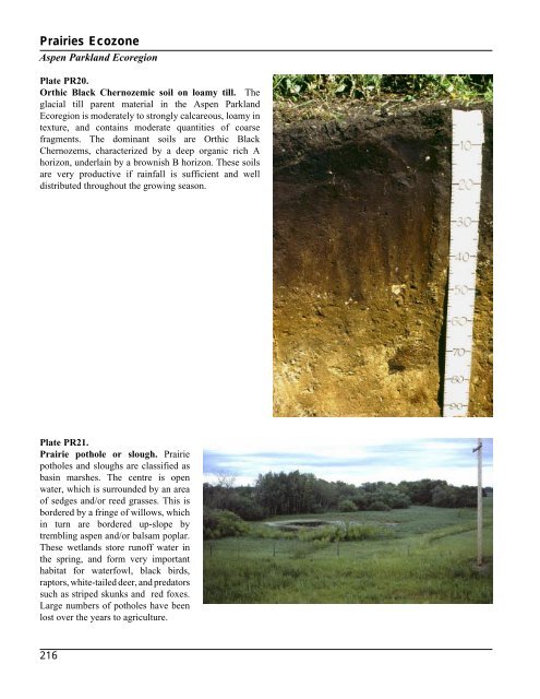 Prairies Ecozone Aspen Pa