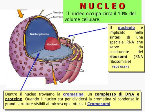 Il Nucleo e DNA - Università degli Studi di Bari