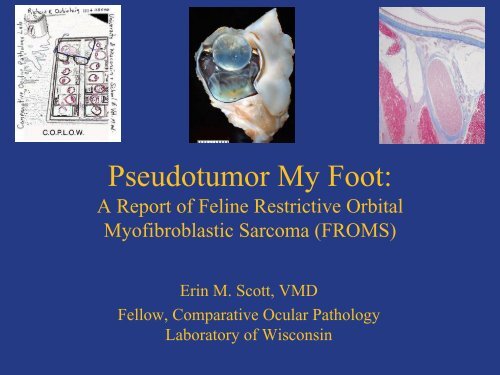 A Report of Feline Restrictive Orbital Myofibroblastic Sarcoma