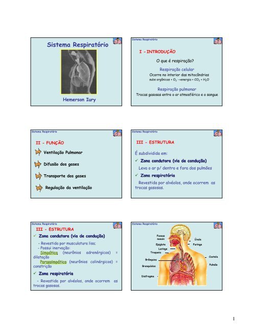 Sistema Respiratorio Powerpoint PPT ESTRUCTURA Y FUNCIÓN DEL