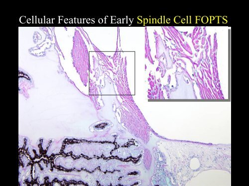 Cellular Features of Spin