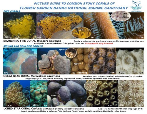 Types Of Branching Coral