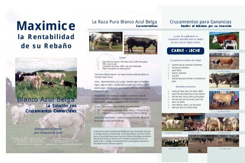 Raza Blanco Azul Belga en el Mundo - Blanc Bleu Belge