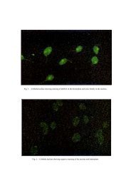 Immunofluorescent Staining of Foxp3 in Frozen Sections - BioLegend