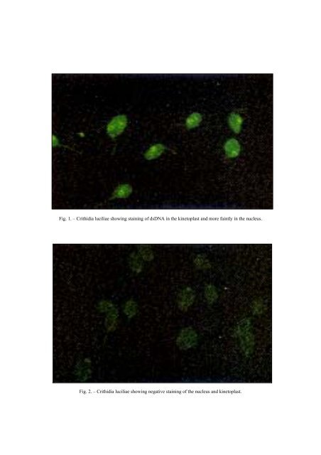 Fig. 1. â Crithidia luciliae showing staining of dsDNA in ... - Intmed.ro