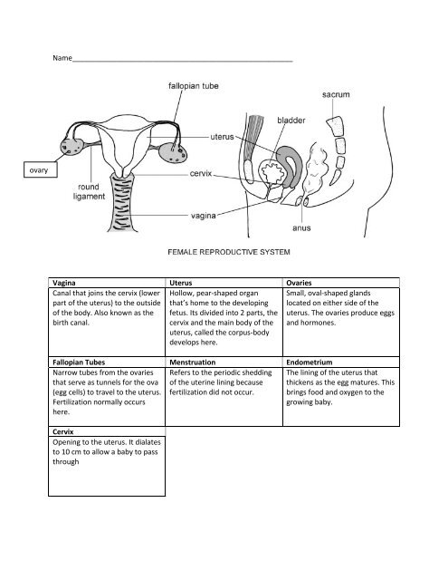 2. Male/Female Reproductive System Notes