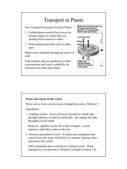 Transport in Plants Project.pdf