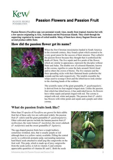 Passion Flowers and Passion Fruit.pdf - Plantscafe.net