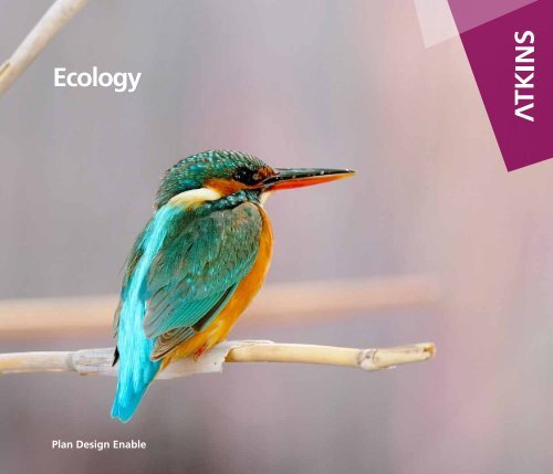 Ecology brochure - Atkins