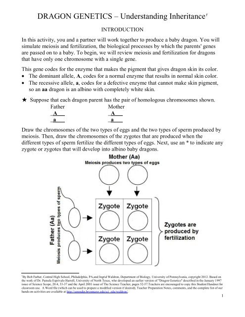 DRAGON GENETICS – Understanding Inheritance1 - Serendip