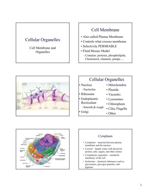 Cell Organelle notes