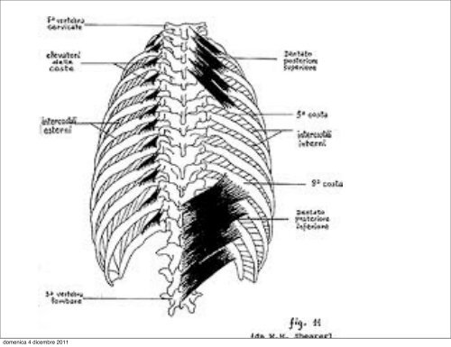 Muscolo Dentato Posterior