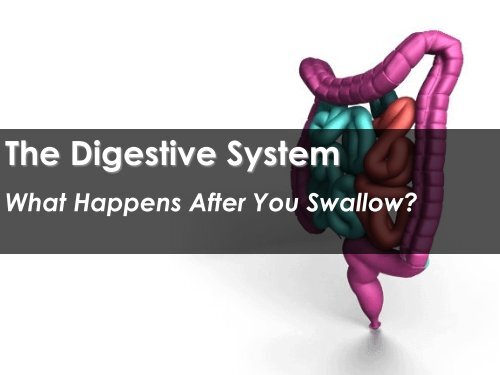 The Digestive System - Science with Mr. Enns