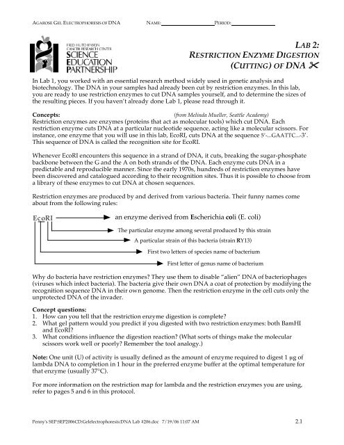 lab 2: restriction enzyme digestion (cutting) of dna - authors@FHCRC
