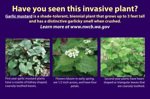 Garlic mustard - Washington State Noxious Weed Control Board