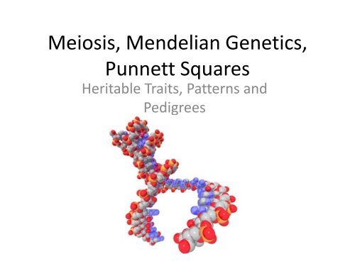 Meiosis, Mendelian Genetics, Punnett Squares.pdf