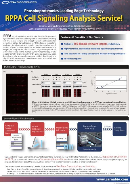 RPPA Cell Signaling Analysis Service!