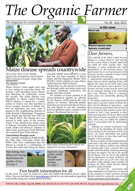 Maize disease spreads countrywide - Infonet-Biovision
