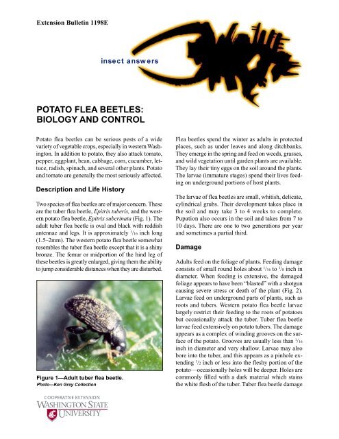 potato flea beetles - WSU Whatcom County Extension - Washington ...