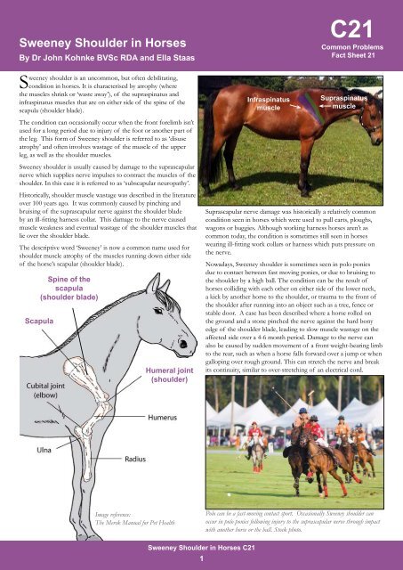Sweeney Shoulder in Horses - Kohnke's Own
