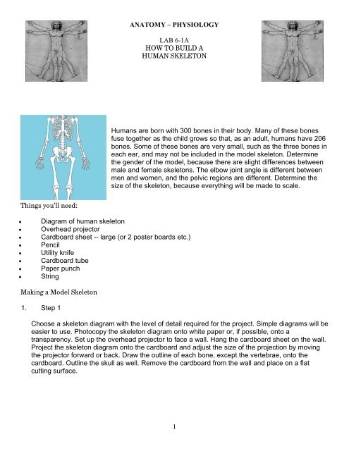 Lab 6-1a Skeletal System - Physics-matters.net