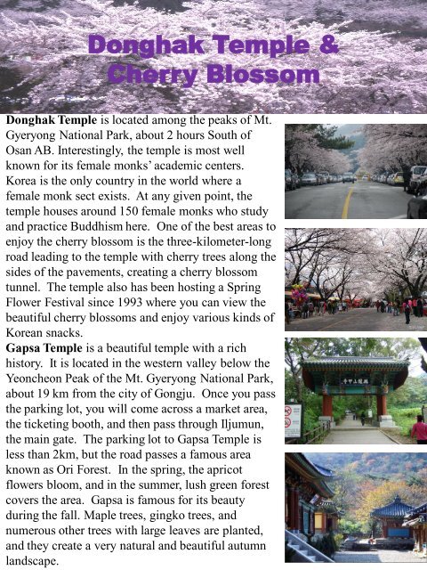 Donghak Temple & Cherry Blossom