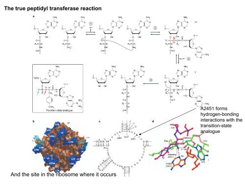 Peptidyl Transferase